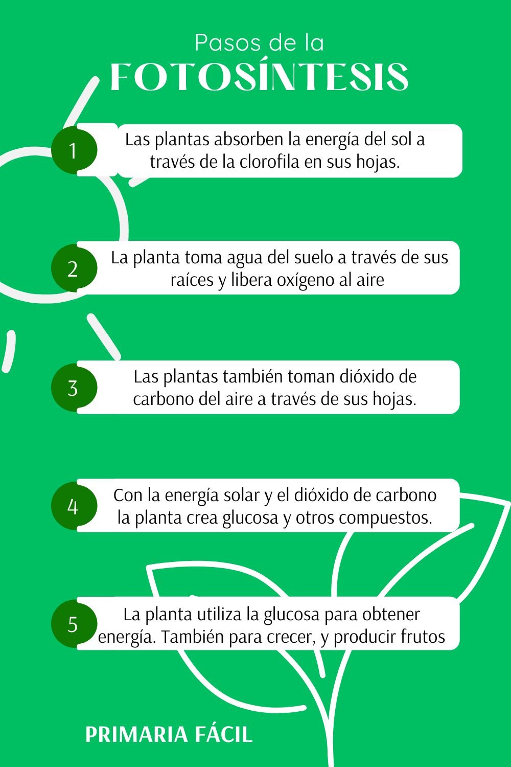 Que es la Fotosíntesis? Para Niños de Primaria